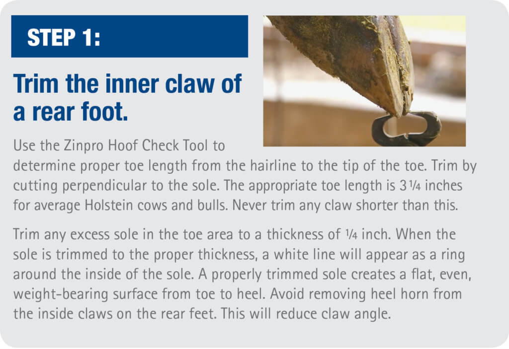 cattle clipping guide