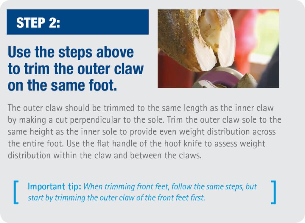 cattle clipping guide